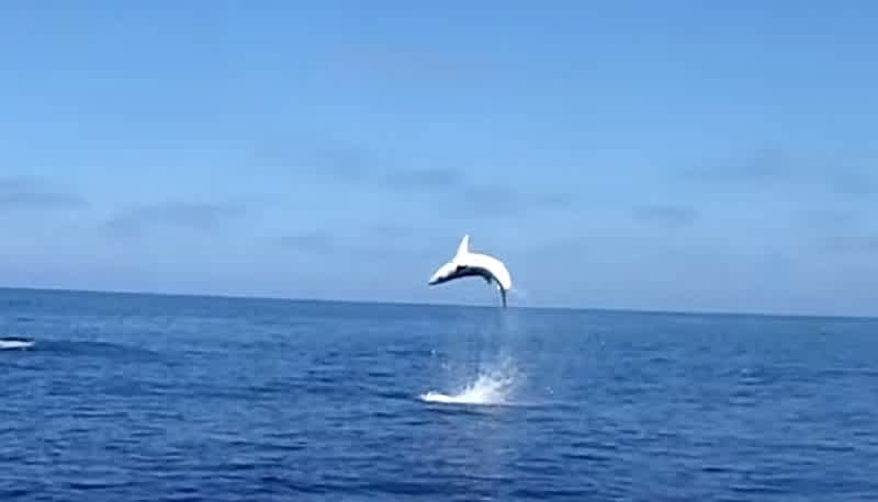 Video: Jumping 800 Pound Mako Shark Shocks Anglers | OutdoorHub