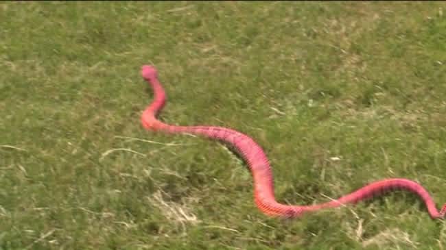 Video: Pink Rattlesnake Found at Utah Construction Site | OutdoorHub