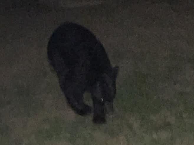 Indiana's Lone Black Bear Believed to Have Returned to Michigan ...