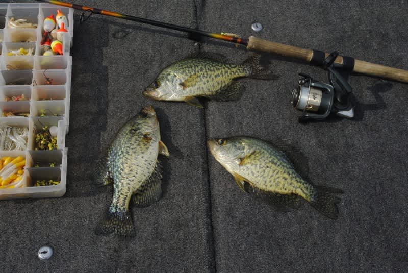 Michigan's Summer Crappie Bite is Top-notch | OutdoorHub