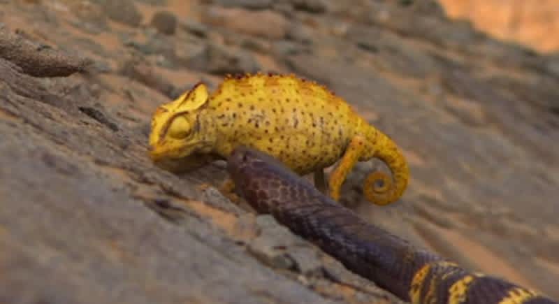 Video: Cobra Chases Down and Attacks Chameleon | OutdoorHub