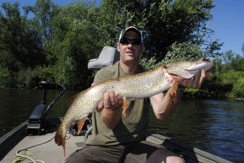 Michigan's Summertime Pike Fishing Can't Be Beat | OutdoorHub