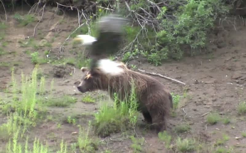 Video: Bald Eagle Dive Bombs Surprised Grizzly | OutdoorHub