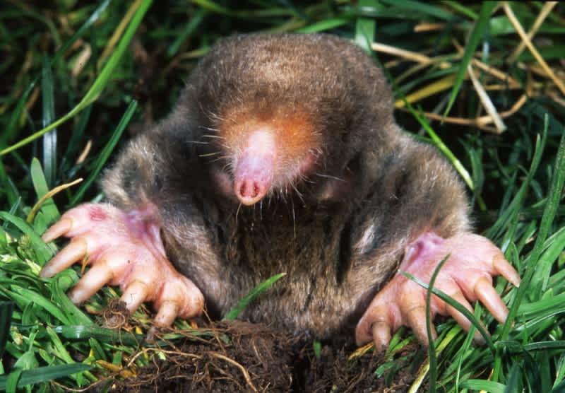 Video: Man "Senses" Burrowing Moles, Captures Them by Hand | OutdoorHub