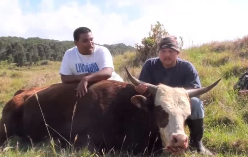 Weird Hunts: Bagging Feral Cows in Hawaii | OutdoorHub