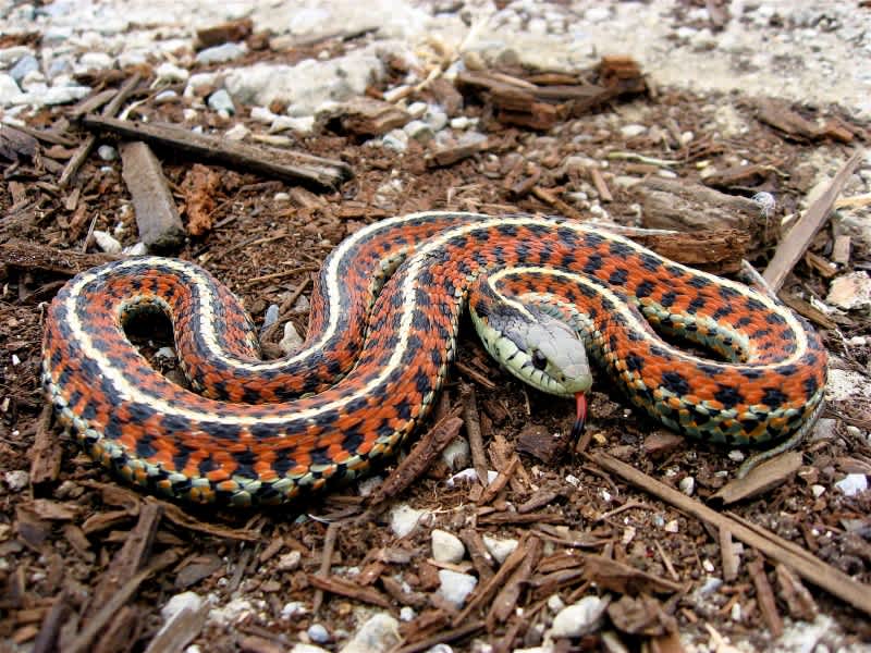 Scientists: We Figured Out Why Snakes Lost Their Legs | OutdoorHub