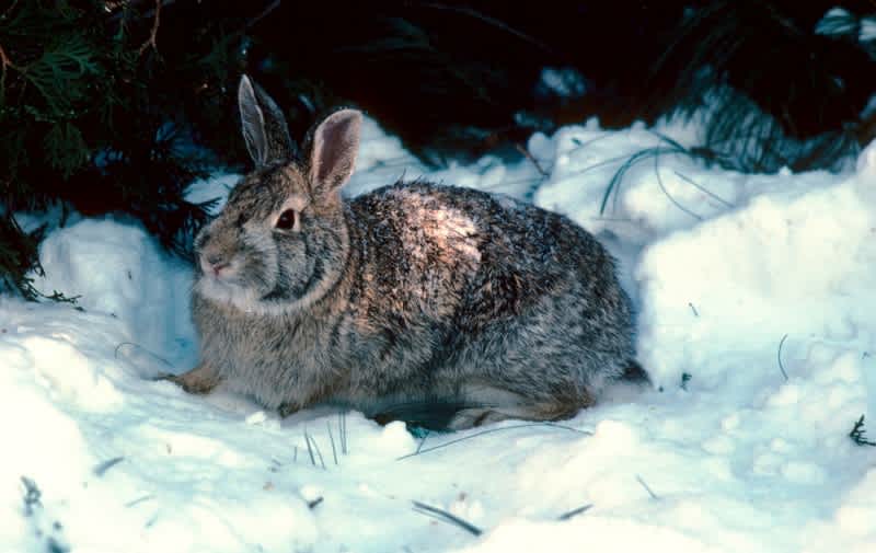 Winter is Rabbit Hunting Time in Michigan | OutdoorHub