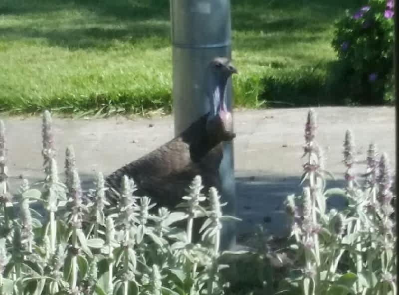 Photos: Bizarre Wild Two-headed Turkey Caught on Camera | OutdoorHub