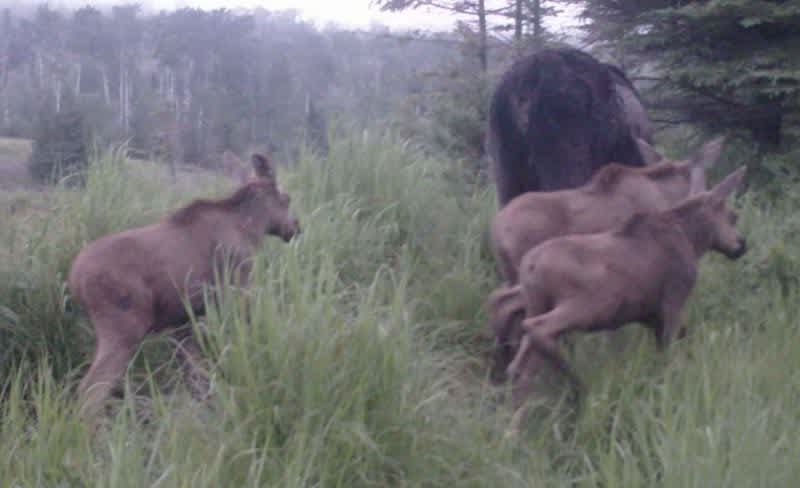 Rare Moose Triplets in Michigan | OutdoorHub