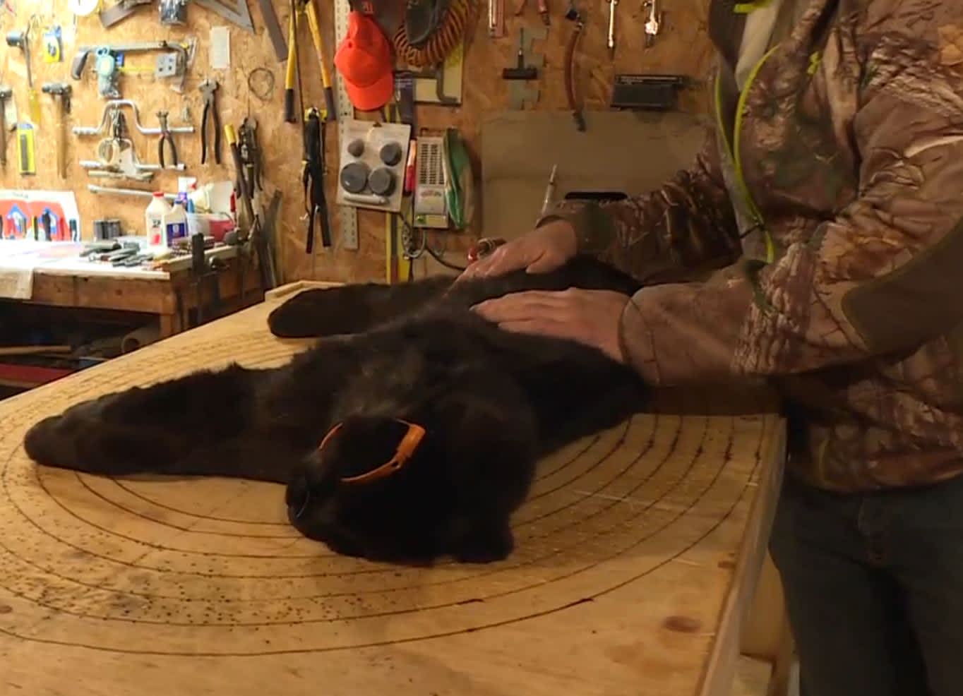 New Brunswick Trapper Captures What's Believed to be Only the Second ...