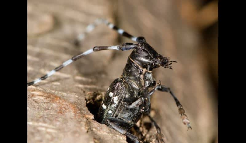 This Destructive Beetle Poses Big Threat to Michigan's Maple Trees ...