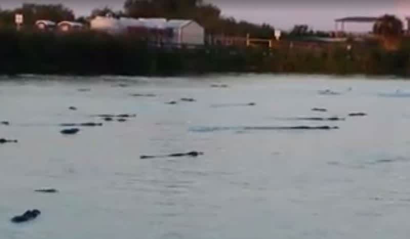 Video: Florida Lake Swarming with Dozens of Alligators | OutdoorHub