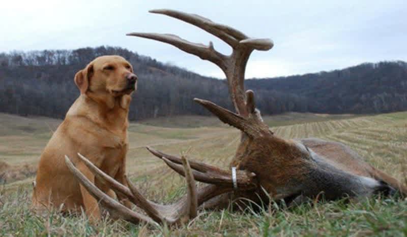 Dogs and Deer: The Rise of Blood Tracking | OutdoorHub