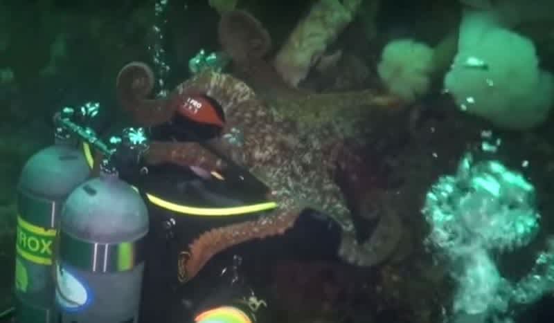 Video: Giant Pacific Octopus Engulfs Scuba Diver's Head | OutdoorHub