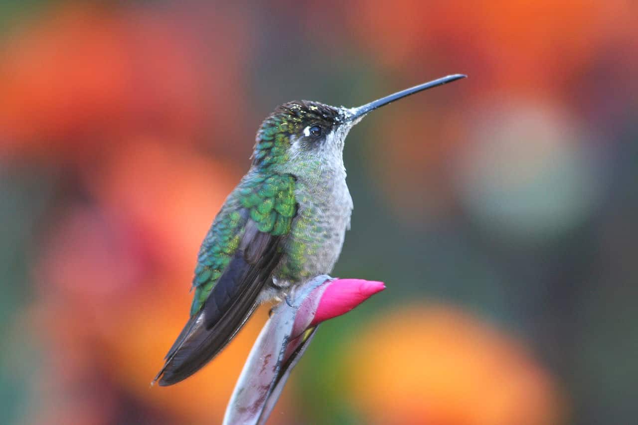 Believe It Or Not, Hummingbird Feathers Are Actually Black | OutdoorHub