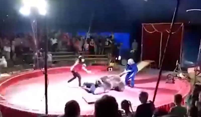 Video: Angry Skateboarding Circus Bear Attacks Handler as Audience ...