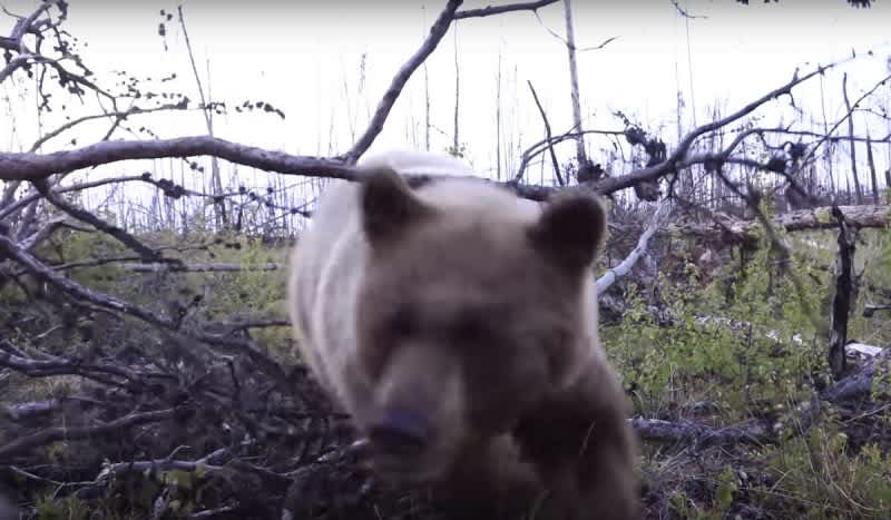 Video: Angry Sow Bear Viciously Charges Hunters in a Ground Blind ...