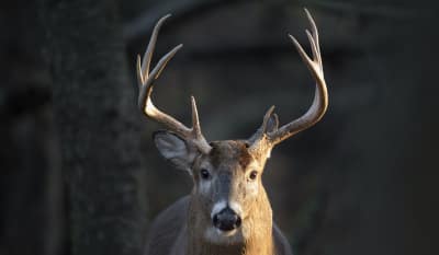 The 4 Best Rounds for Whitetail Deer Hunting You Should Own