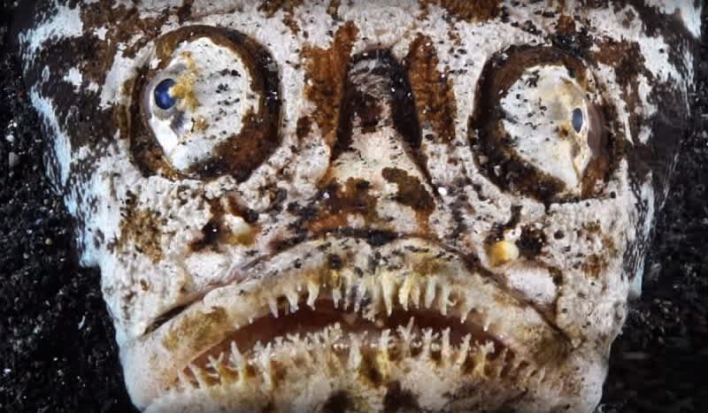 Electric, Venomous Stargazer Fish: The "Meanest Fish in Creation ...