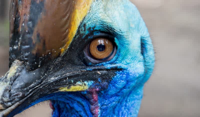 Killer Cassowary: Florida Man Suffers Deadly Attack from 'World's Most ...