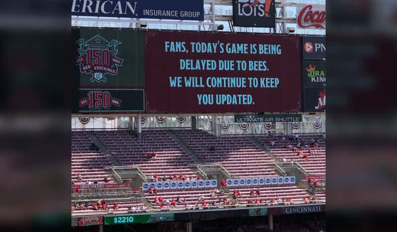 Buzz-Worthy: Swarming Bees Delay Start of Baseball Game Between Reds ...