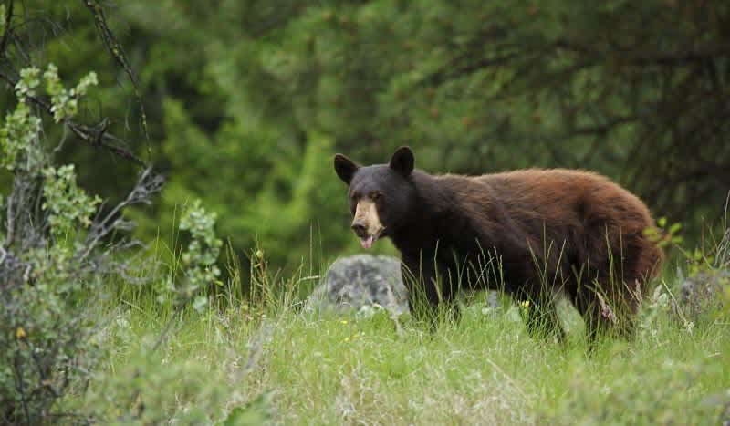 'Like a Brick Hit Me in the Head': Man Speaks After Colorado Black Bear ...